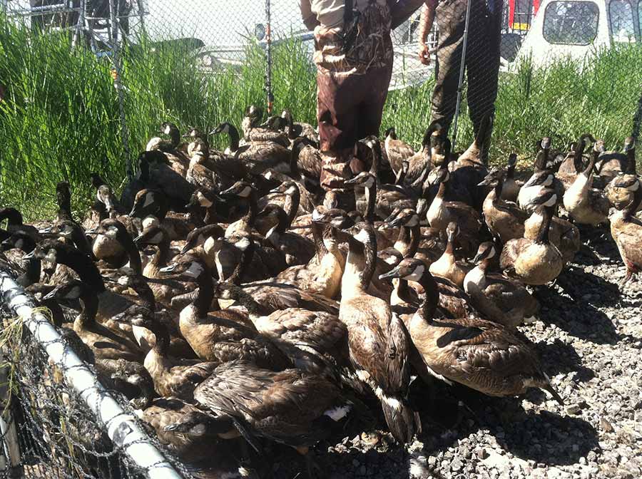 Grabbing geese from airboats